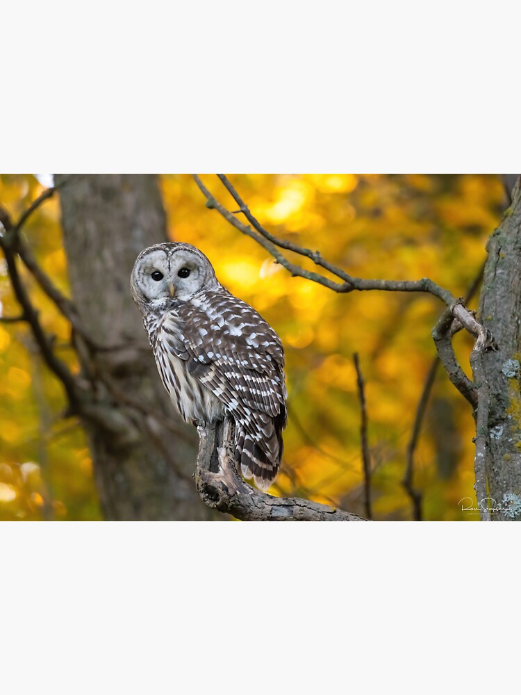 "Barred Owl Fall Colours" Sticker for Sale by Simpsonwildlife | Redbubble