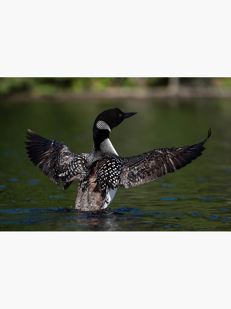 "Common Loon" Sticker by Simpsonwildlife | Redbubble