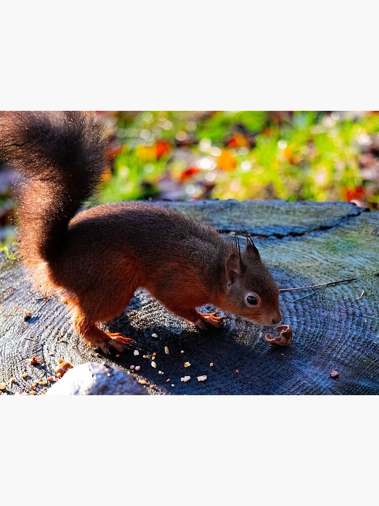 "Red Squirrel" Poster by EmmaDickson1 | Redbubble
