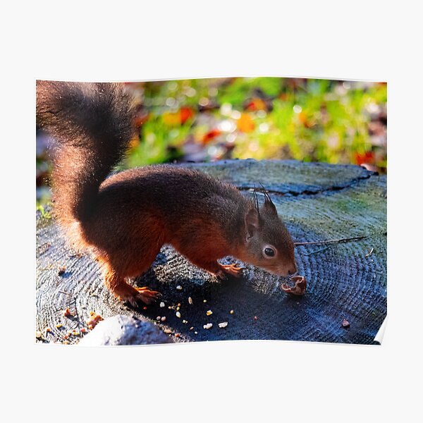 "Red Squirrel" Poster by EmmaDickson1 | Redbubble