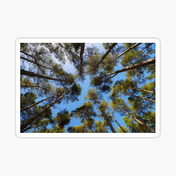 "Tree perspective" Sticker for Sale by dan-newton | Redbubble