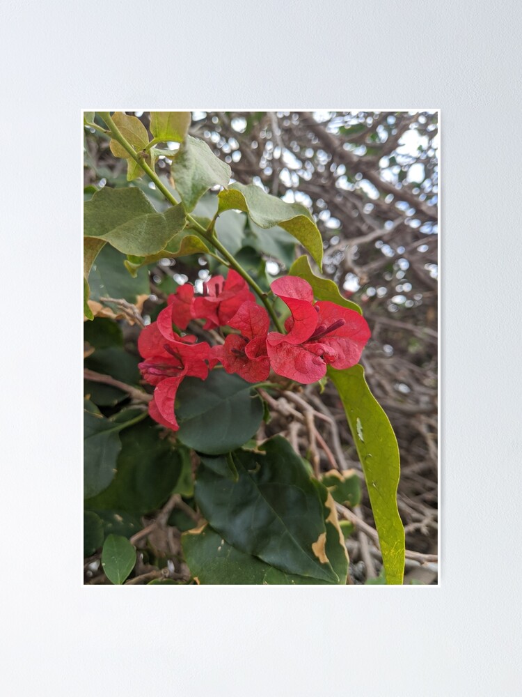 "Red flower" Poster for Sale by BernadetteG | Redbubble