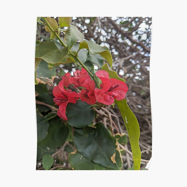 "Red flower" Poster for Sale by BernadetteG | Redbubble