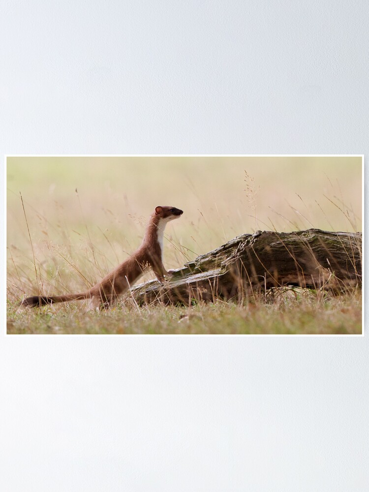 "Stoat" Poster by NATURELENS | Redbubble