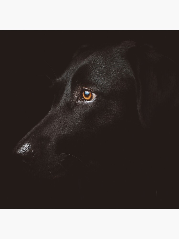 "Black Labrador" Poster by emmaparrish | Redbubble