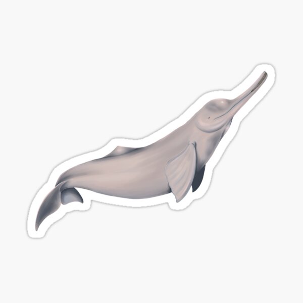 "Ganges River dolphin/ Susu" Sticker for Sale by botogabriel | Redbubble