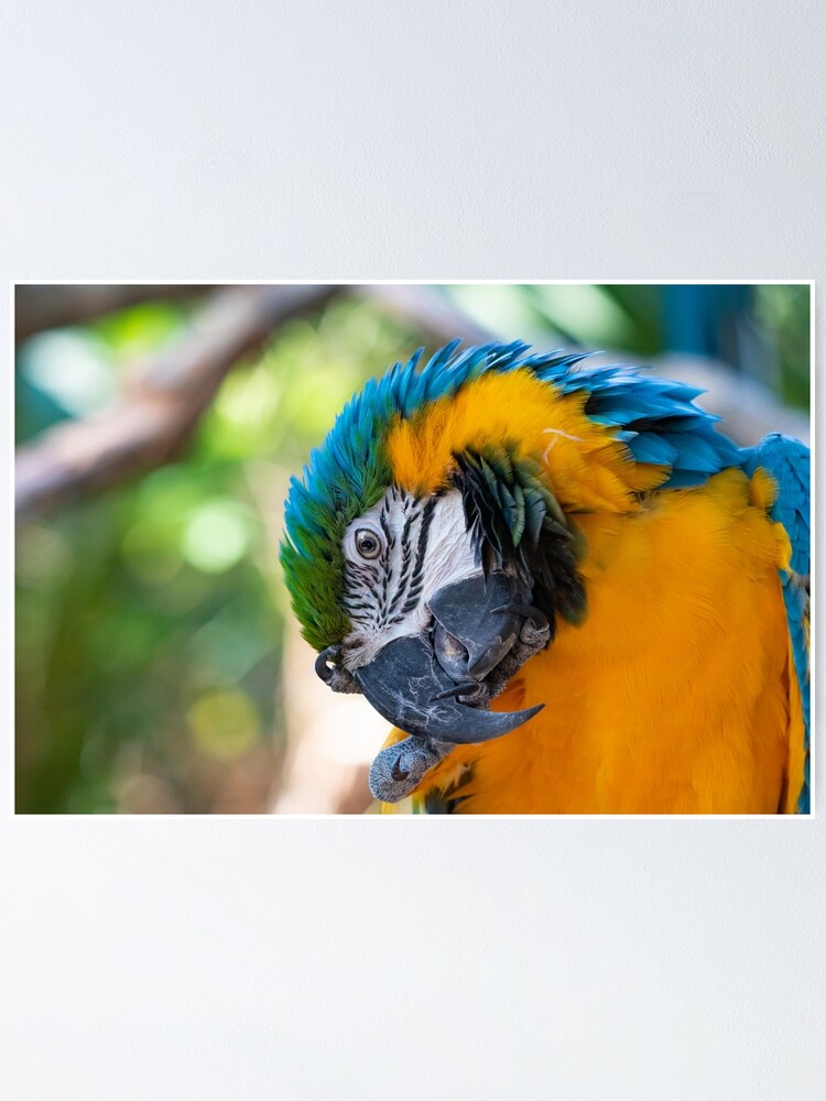 "Colorful Macaw " Poster by kraftkirby | Redbubble