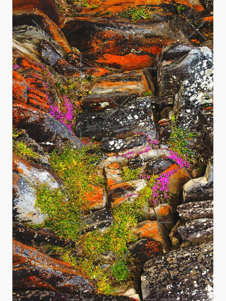 "Roche Collection" Sticker by Sioc | Redbubble