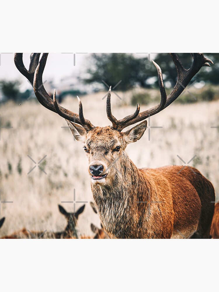 The proud deer Throw Blanket sold by Janela Forceful | SKU 4447971 ...