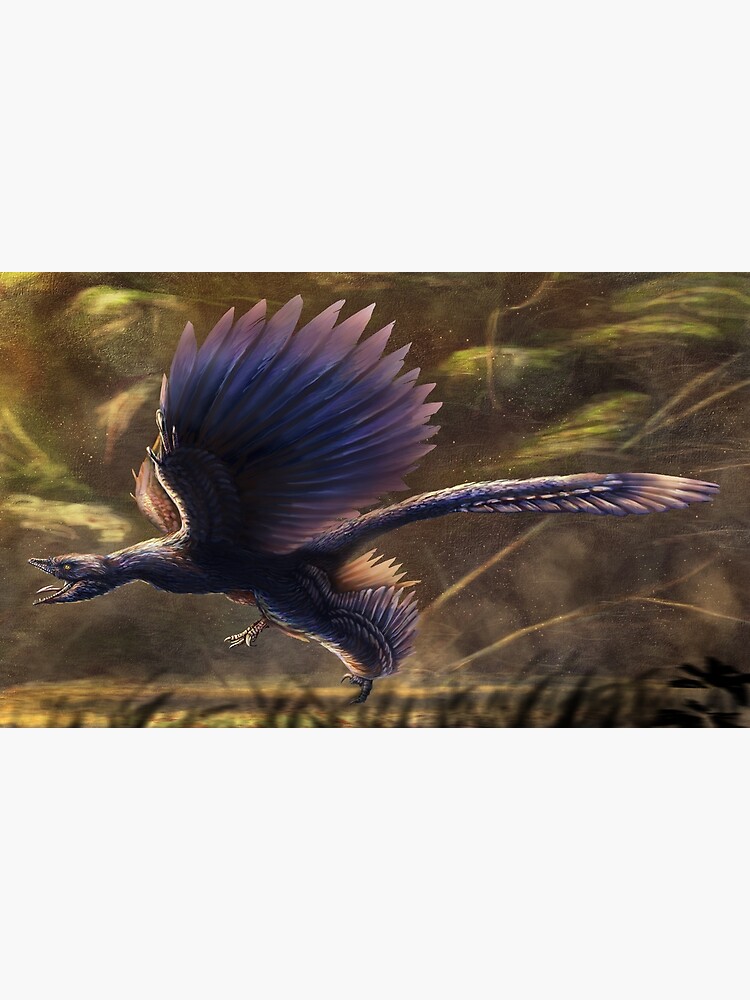 "Microraptor Gui Restored" Poster by Thedragonofdoom | Redbubble