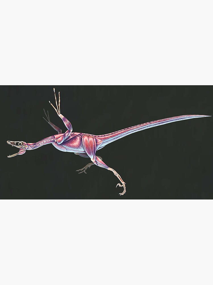 Lámina fotográfica «Microraptor Gui Muscle Study (Sin etiquetas)» de Thedragonofdoom | Redbubble