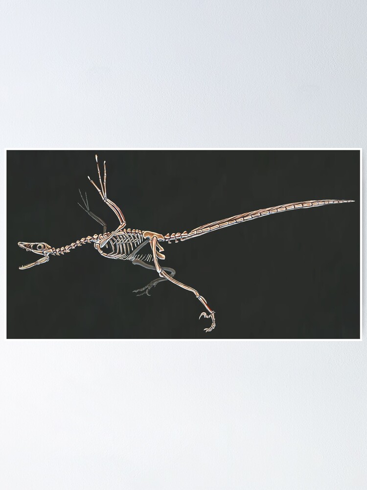 "Microraptor Gui Skeletal Study (No Labels)" Poster for Sale by Thedragonofdoom | Redbubble