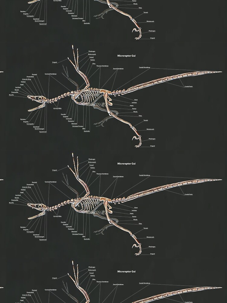 "Microraptor Gui Skeletal Study " A-Line Dress by Thedragonofdoom | Redbubble