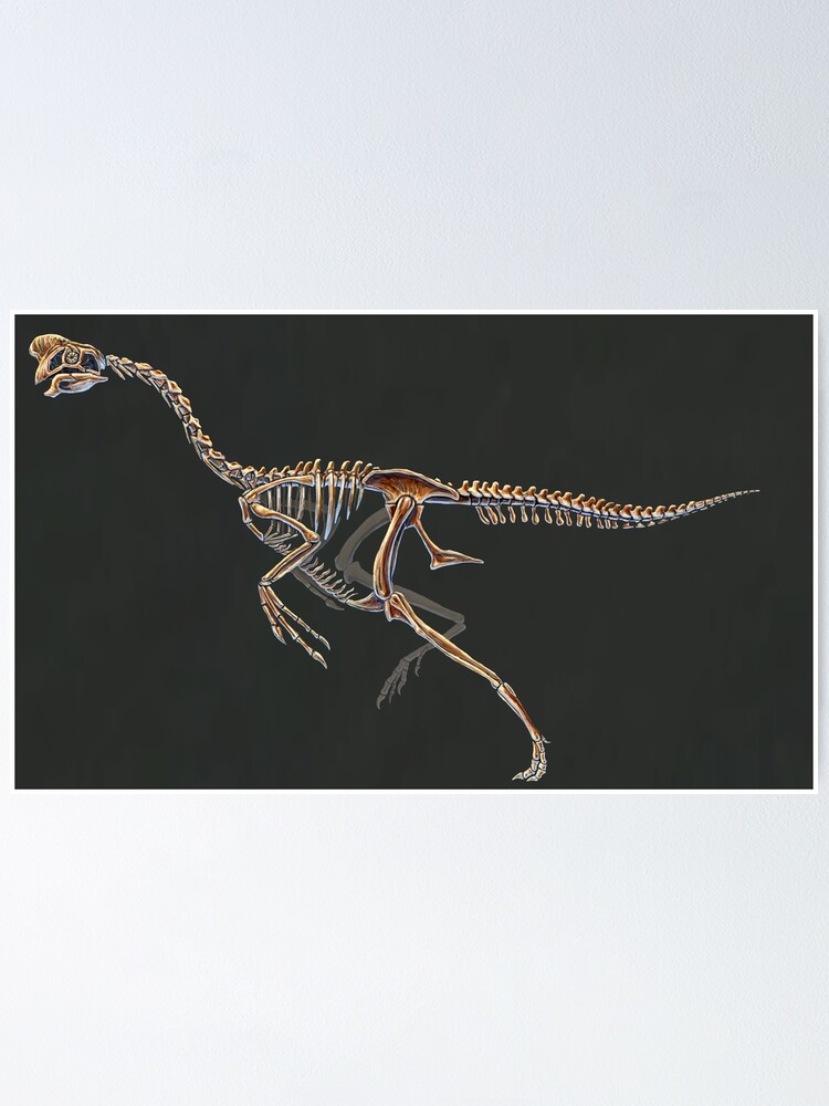 "Citipati Osmolskae Skeletal Study (No Labels)" Poster by ...
