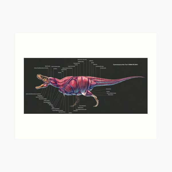 "2016 Tyrannosaurus Rex Muscle Study" Art Print by Thedragonofdoom ...