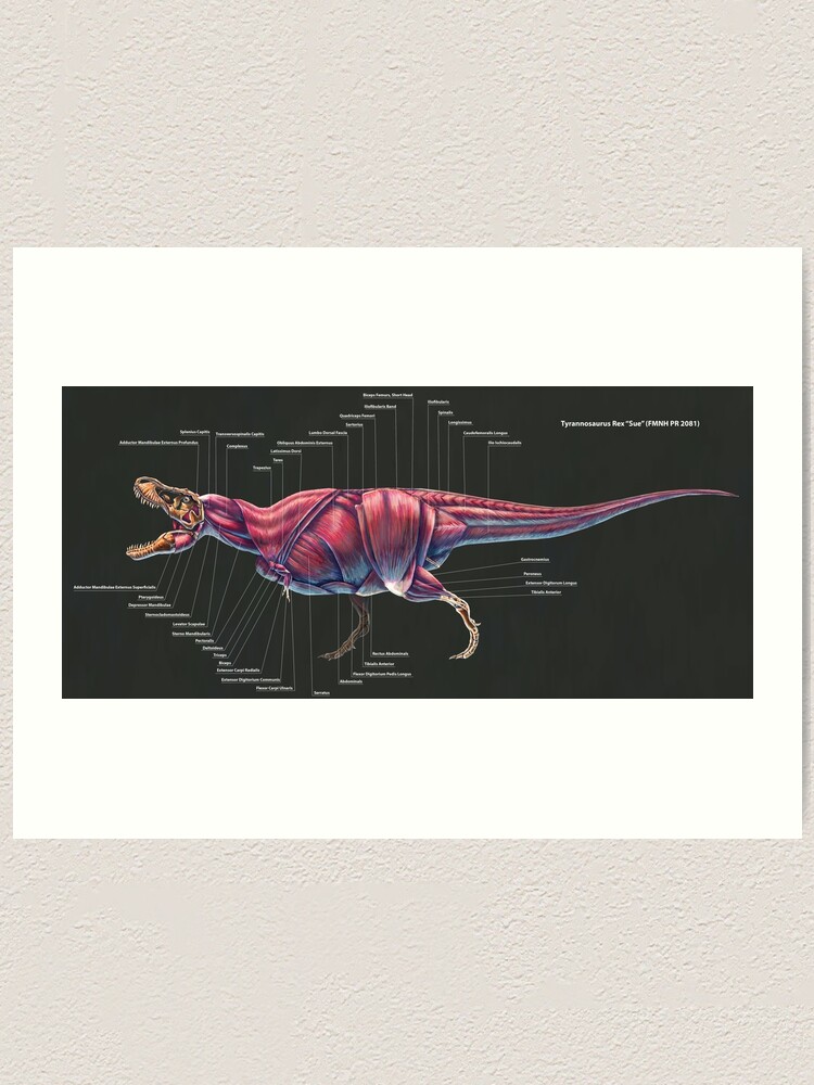"2016 Tyrannosaurus Rex Muscle Study" Art Print by Thedragonofdoom ...