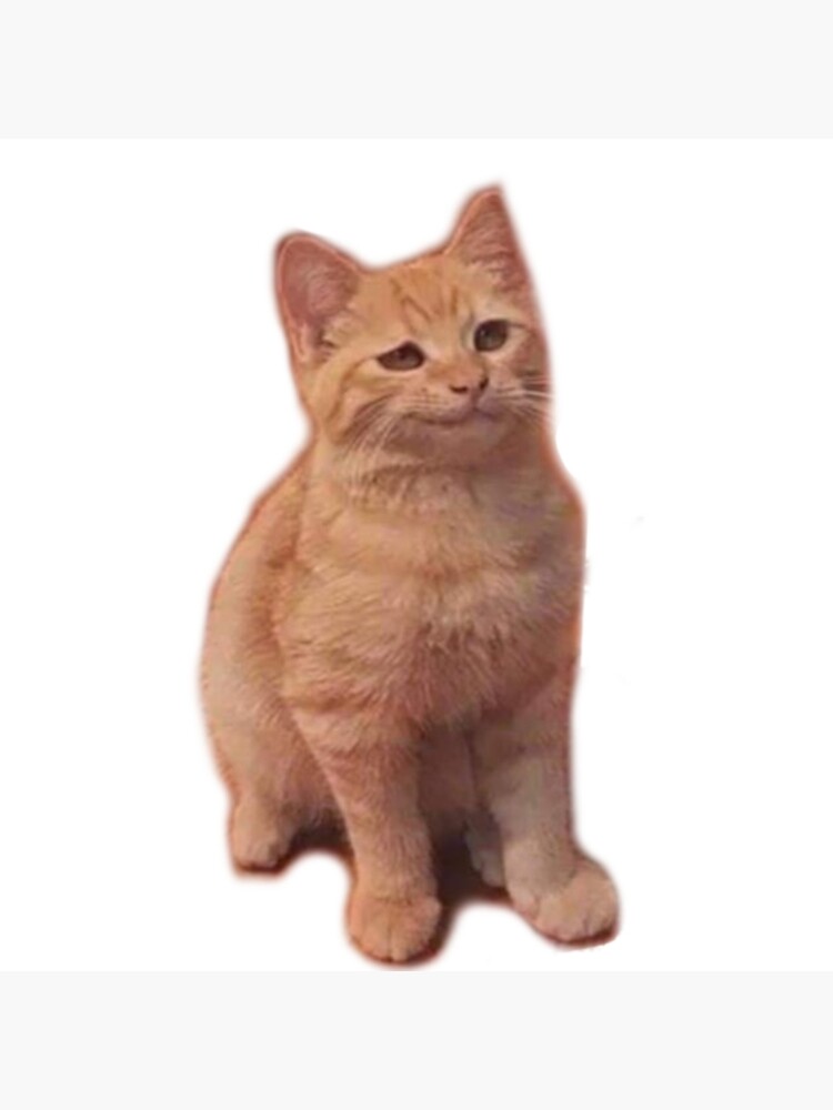 "Skeptical Meme Cat with a Funny Face" Poster by BigSales4U | Redbubble