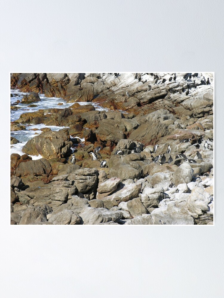 "Penguin Colony Boulders Beach, Cape Town, South Africa" Poster for ...