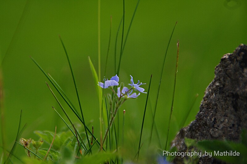 "Miniscule" by Photography by Mathilde | Redbubble
