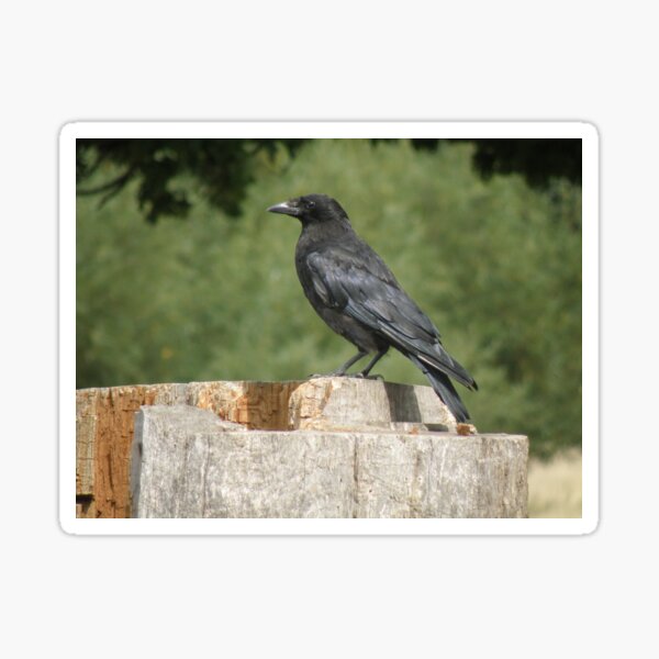 "Crow on a Tree Stump Photograph" Sticker for Sale by naturegallery ...