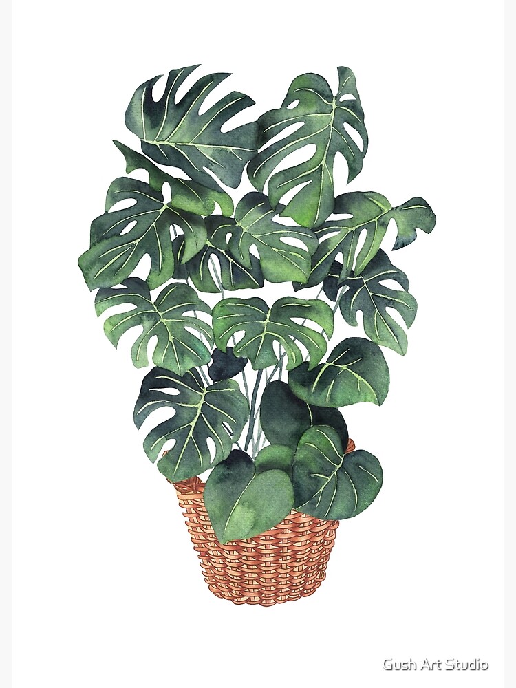 "Monstera Deliciosa in basket" Photographic Print for Sale by ...