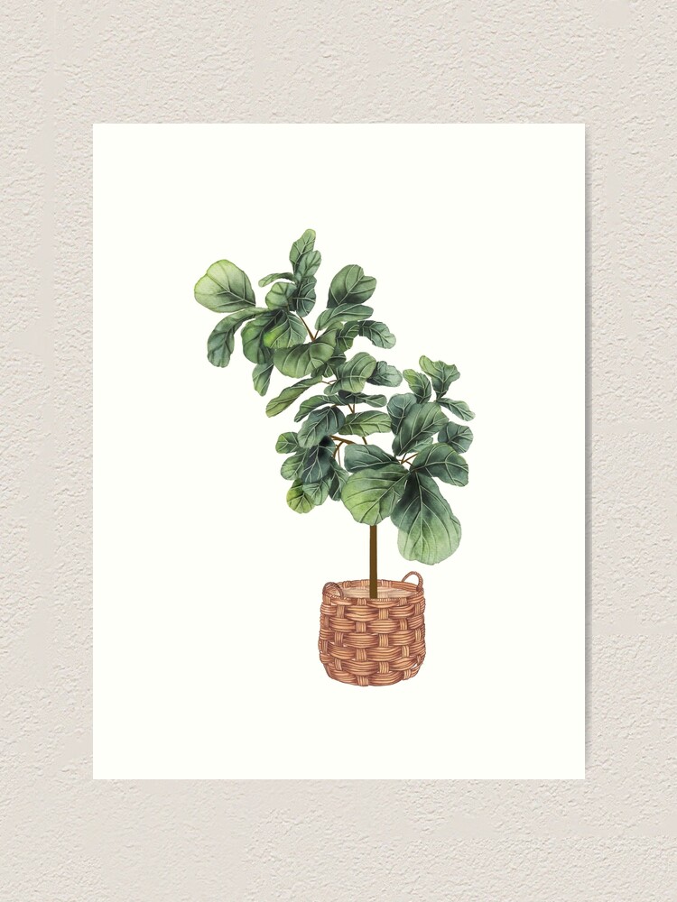 "Fiddle Leaf fig" Art Print by gusstvaraonica | Redbubble