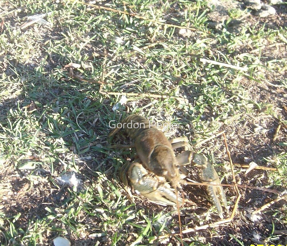 "Crawdad " by Gordon Pegler | Redbubble