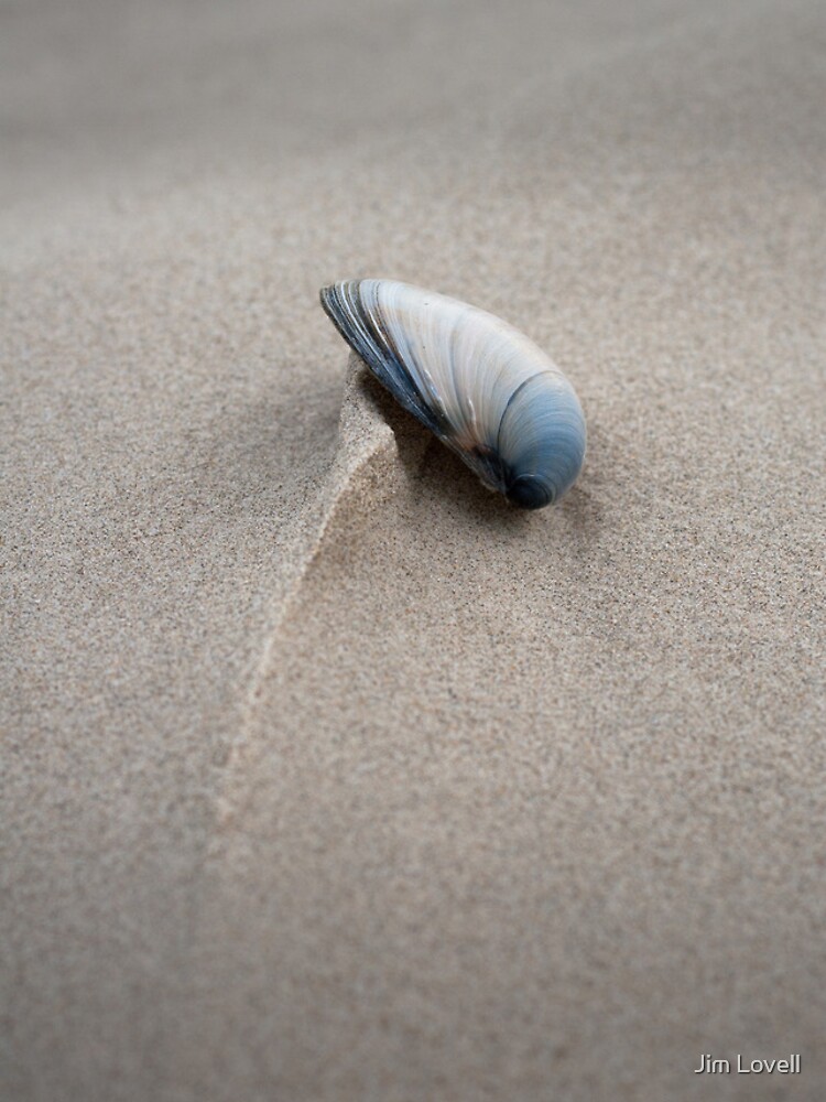 "Shell at Cloudy Bay, Bruny Island" iPhone Case for Sale by jejl ...