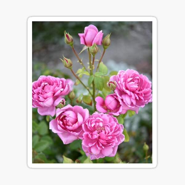 "Deane Ross Rose - Ruffled and Fluted" Sticker for Sale by imaginethis ...