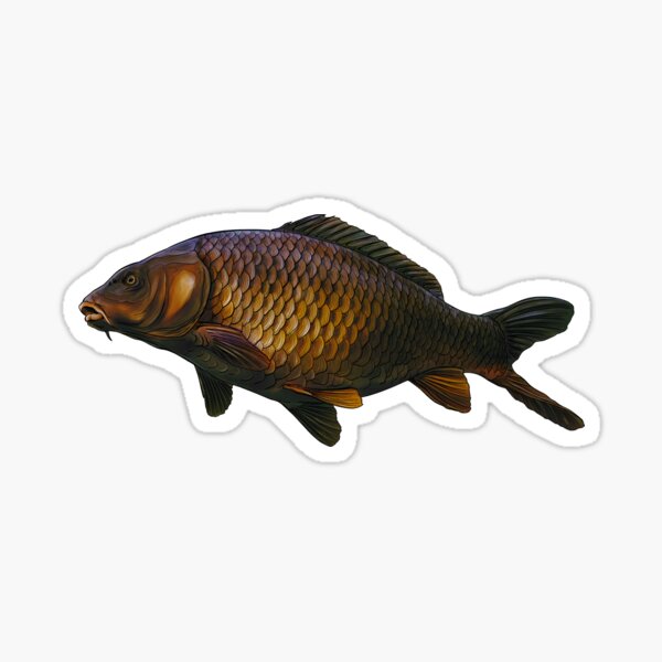 "common carp shadow" Sticker by slashgrafik | Redbubble