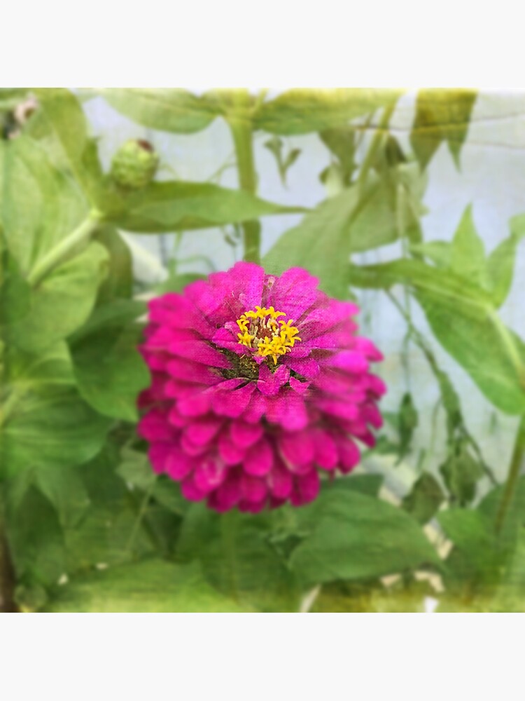 "Zesty Zinnia" Sticker for Sale by Sparkygrl78 | Redbubble