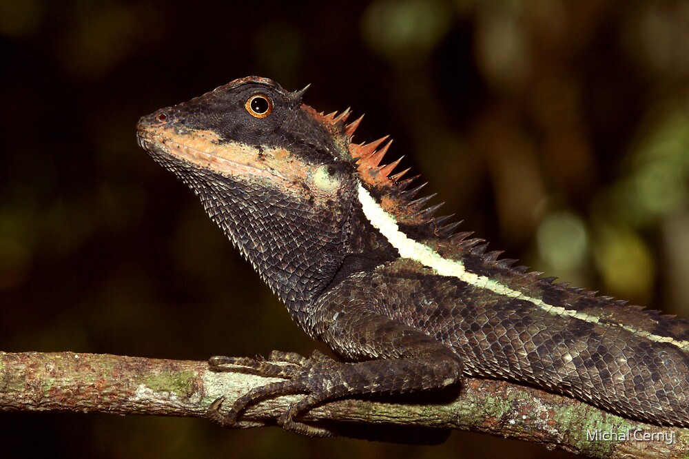 "Emma Gray's Forest Lizard (Calotes emma), Thailand" by Michal Cerny ...