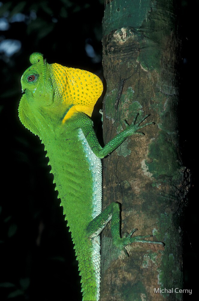 "Hump-Nosed Lizard, Lyriocephalus scutatus, Sri Lanka " by Michal Cerny ...