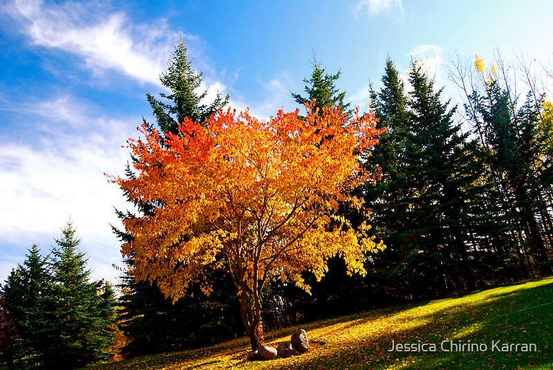 "Maple tree in Fall, Alberta Canada" by Jessica Chirino Karran | Redbubble
