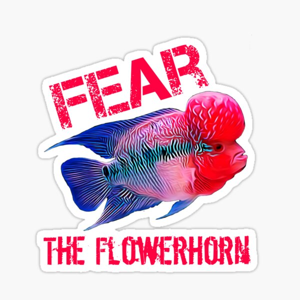 "Flowerhorn Fish Cichlid Aquarium Funny Monster Fish Fishkeeping Cute ...