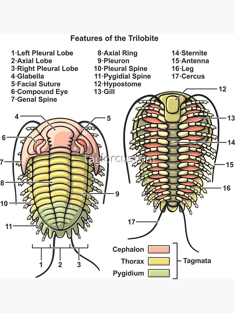 Lámina metálica «Diagrama de morfología de trilobites» de taylorcustom ...
