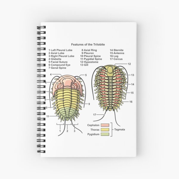 "Trilobite Morphology Diagram" Spiral Notebook by taylorcustom | Redbubble