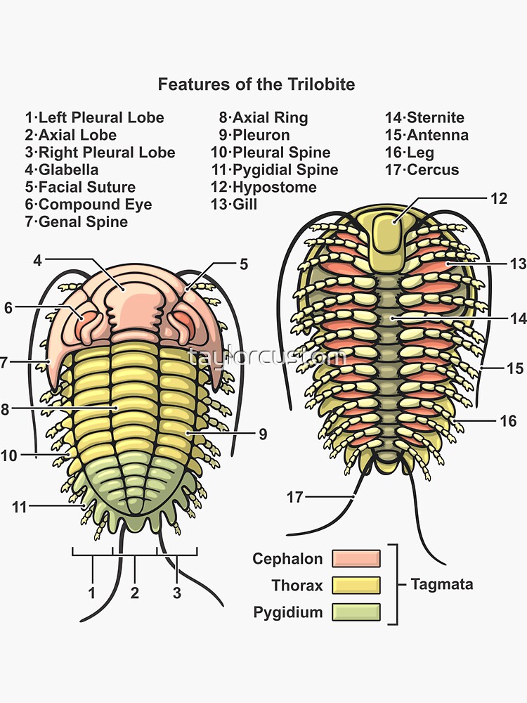 "Trilobite Morphology Diagram" Sticker for Sale by taylorcustom | Redbubble