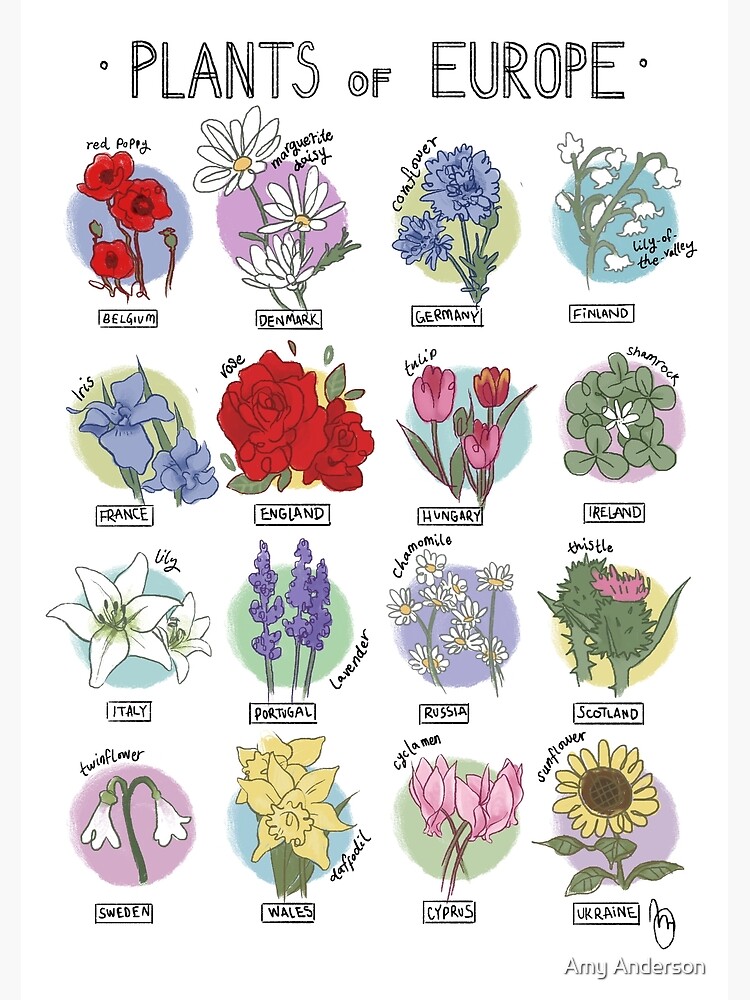 "Plants of Europe" Poster by amyandersonart | Redbubble