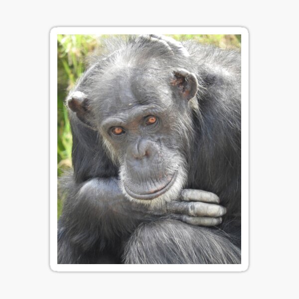 "Chimpanzee" Sticker for Sale by kirstybush | Redbubble