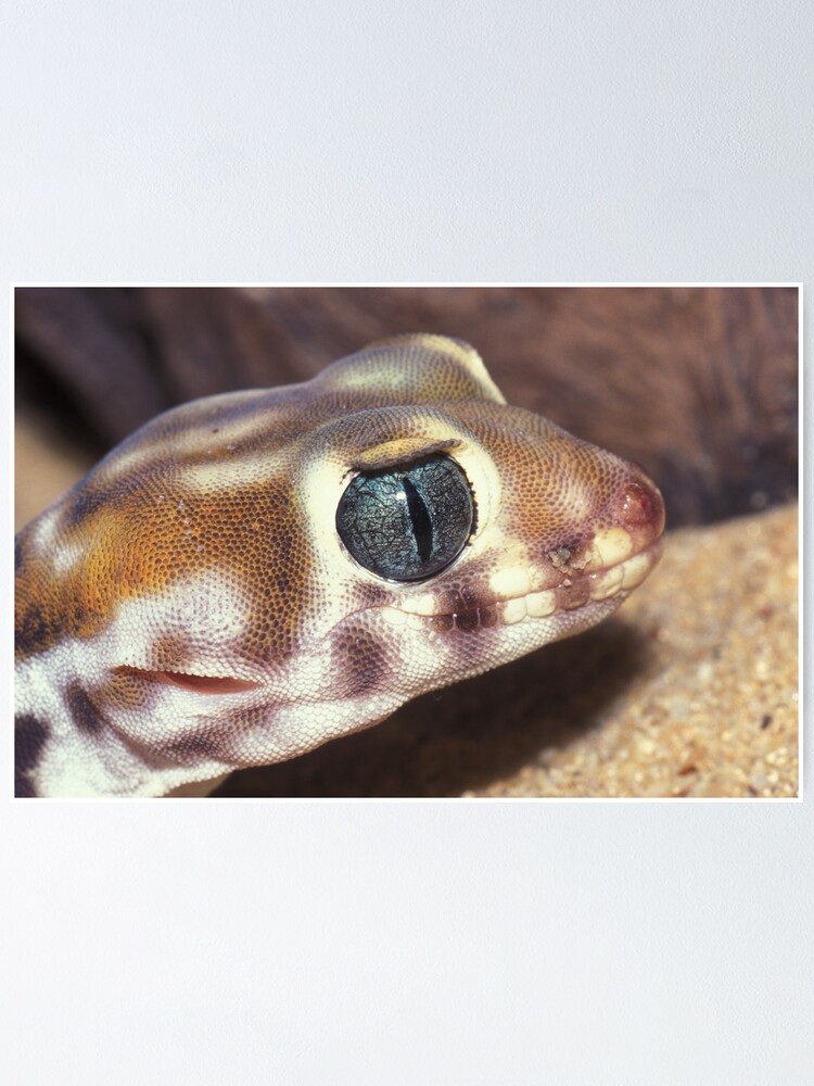 "Bedriaga Frog-eyed Gecko, Teratoscincus bedriagai, Iran" Poster by ...