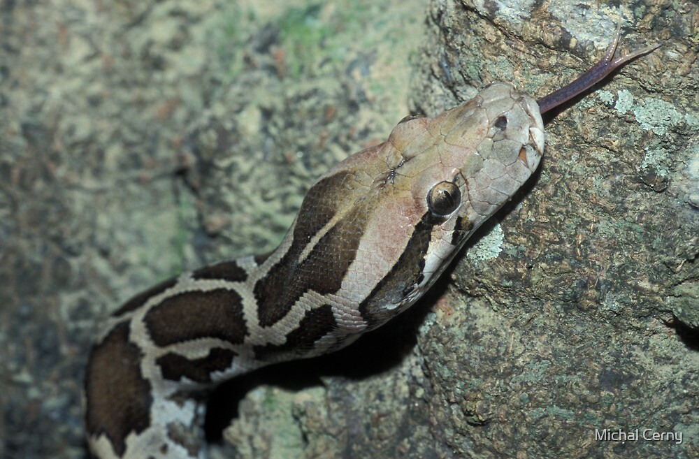"Indian Python, Python molurus, Sri Lanka" by Michal Cerny | Redbubble