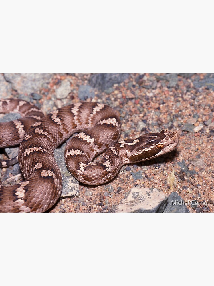 "Siberian Pit Viper, Gloydius halys, Mongolia" Canvas Print for Sale by ...