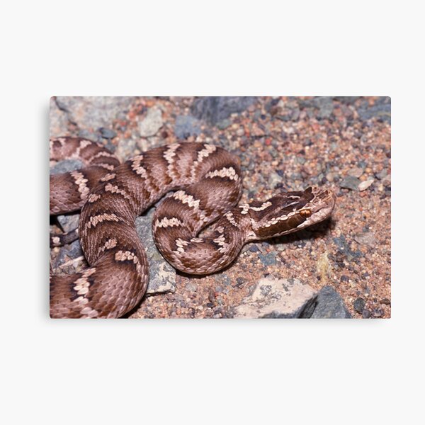 "Siberian Pit Viper, Gloydius halys, Mongolia" Canvas Print for Sale by ...