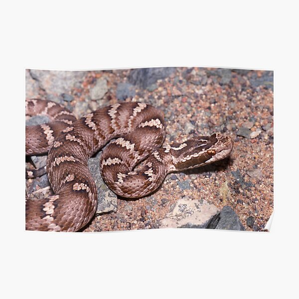 "Siberian Pit Viper, Gloydius halys, Mongolia" Poster for Sale by ...