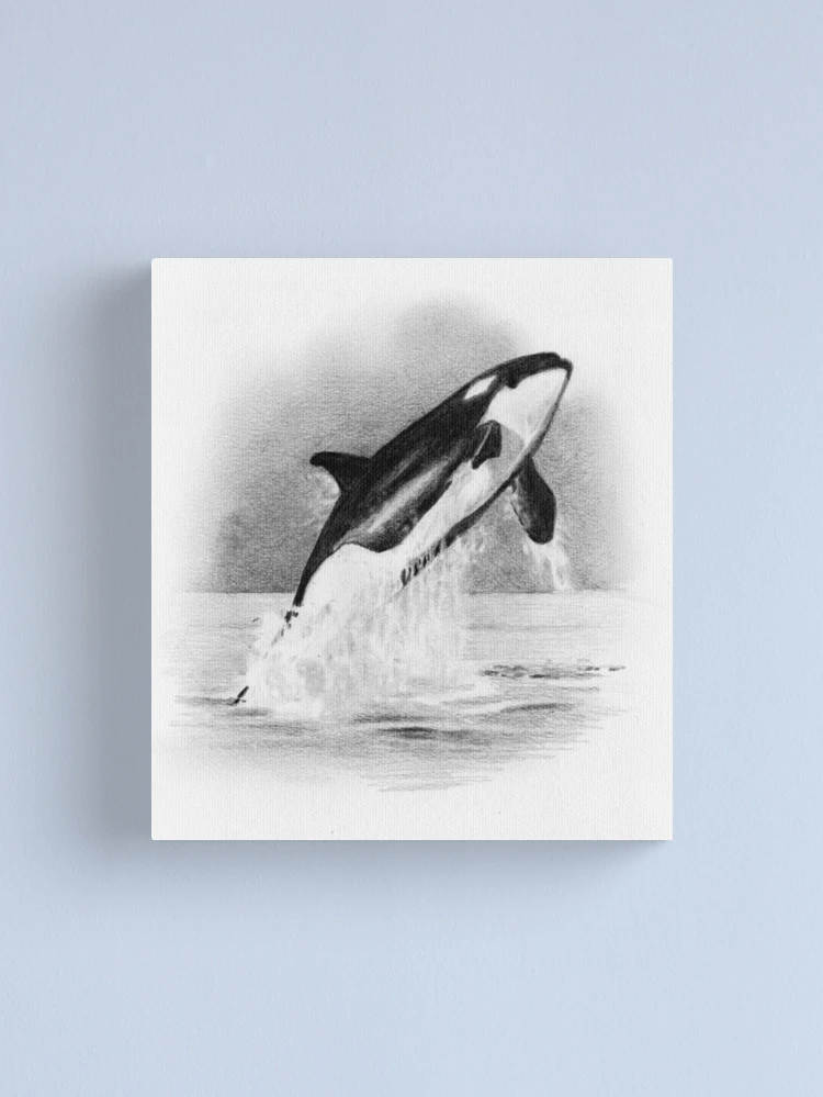 Killer Whale Pencil Drawing Pencil Sketch Of Orca By Britannia Orca On