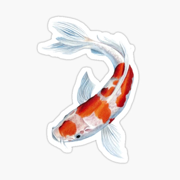 "Koi Fish" Sticker for Sale by ailsasdrawings | Redbubble