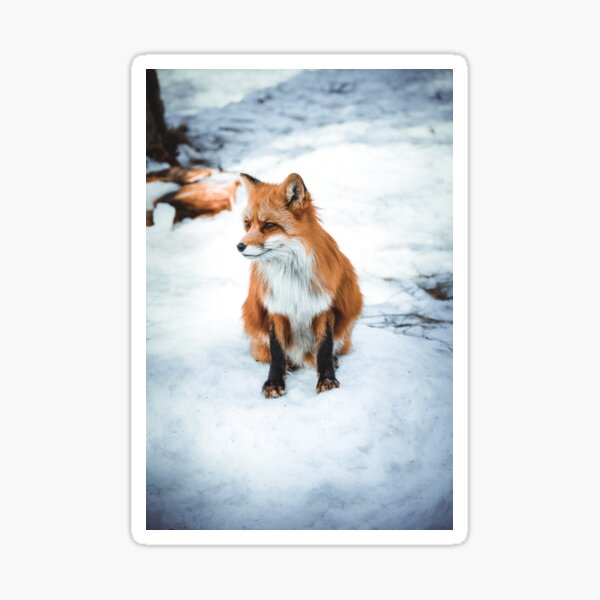 "Fox" Sticker by Admin1991 | Redbubble