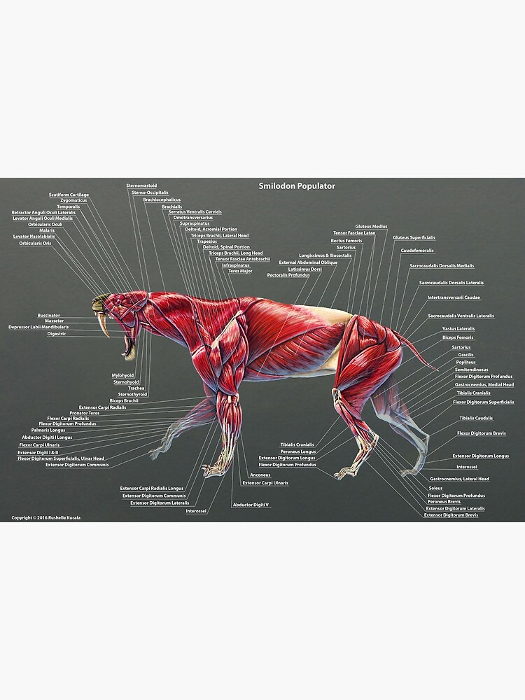 "Smilodon Populator Muscle Study" Poster for Sale by Thedragonofdoom ...