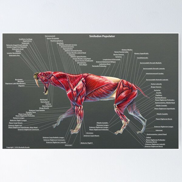 "Smilodon Populator Muscle Study" Poster for Sale by Thedragonofdoom ...